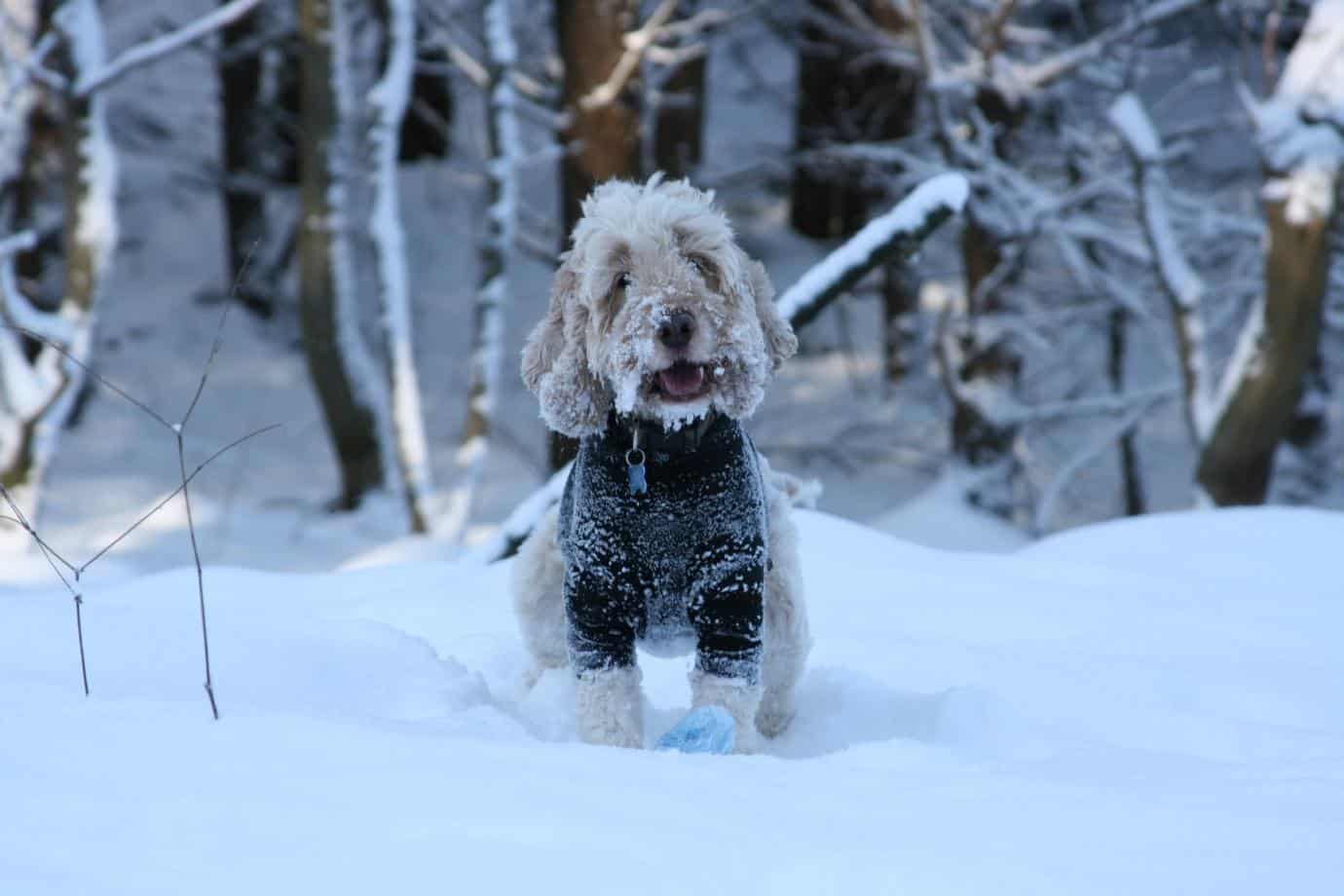 15 Ways to Keep Your Dog Safe and Warm in the Winter - Your Dog Advisor