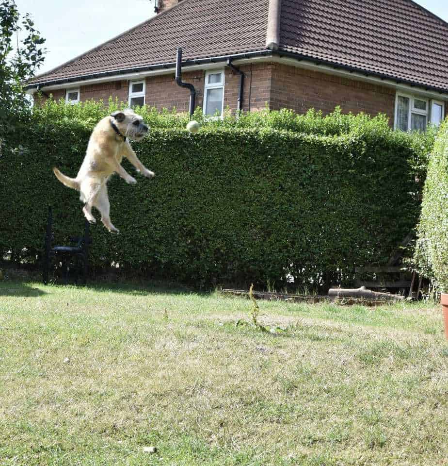 9 Things You Should Know About Border Terriers | Your Dog Advisor