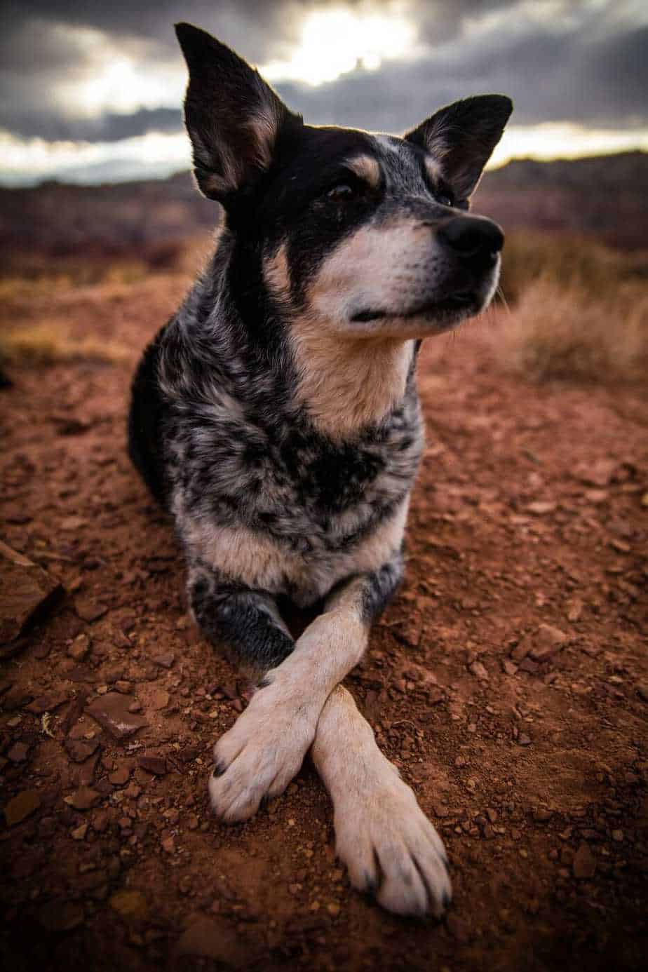 10 Things You Should Know About the Blue Heeler Pointer Mix | Your Dog ...