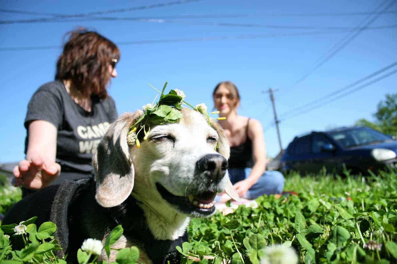 11 Things You Need to Know About the Beagle - Your Dog Advisor