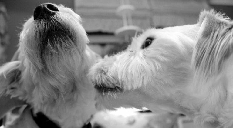 Jack Russell Terrier Breed Information: 9 Things to Know | Your Dog Advisor