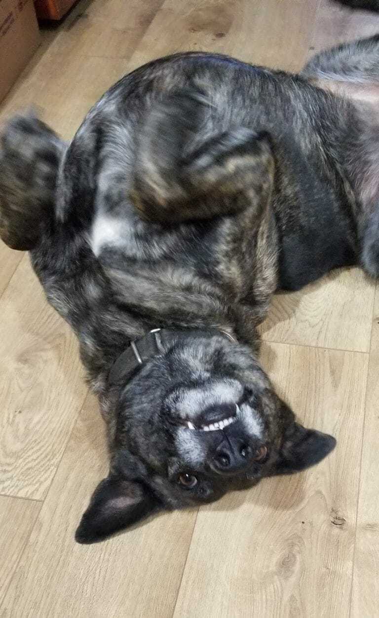 11 Things You Should Know About the Dutch Shepherd | Your Dog Advisor