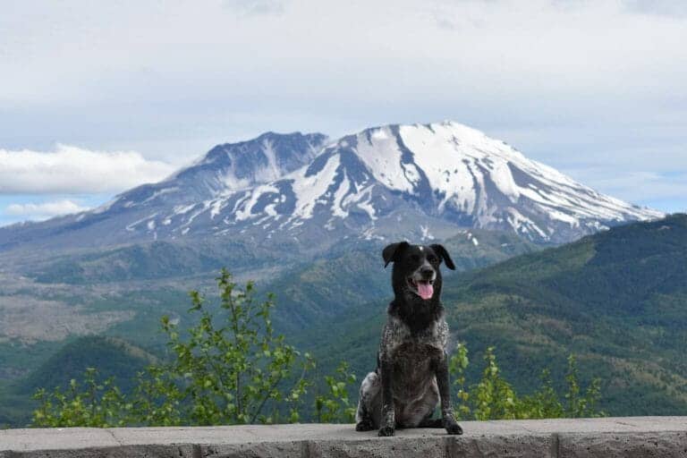 10 Things You Should Know About the Blue Heeler Pointer Mix | Your Dog ...