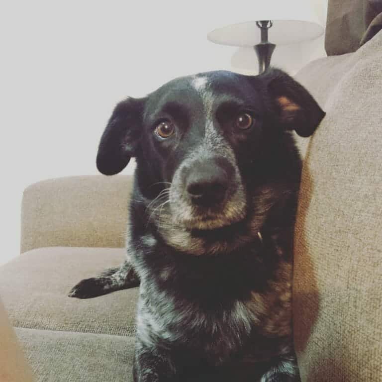 10 Things You Should Know About the Blue Heeler Pointer Mix | Your Dog ...