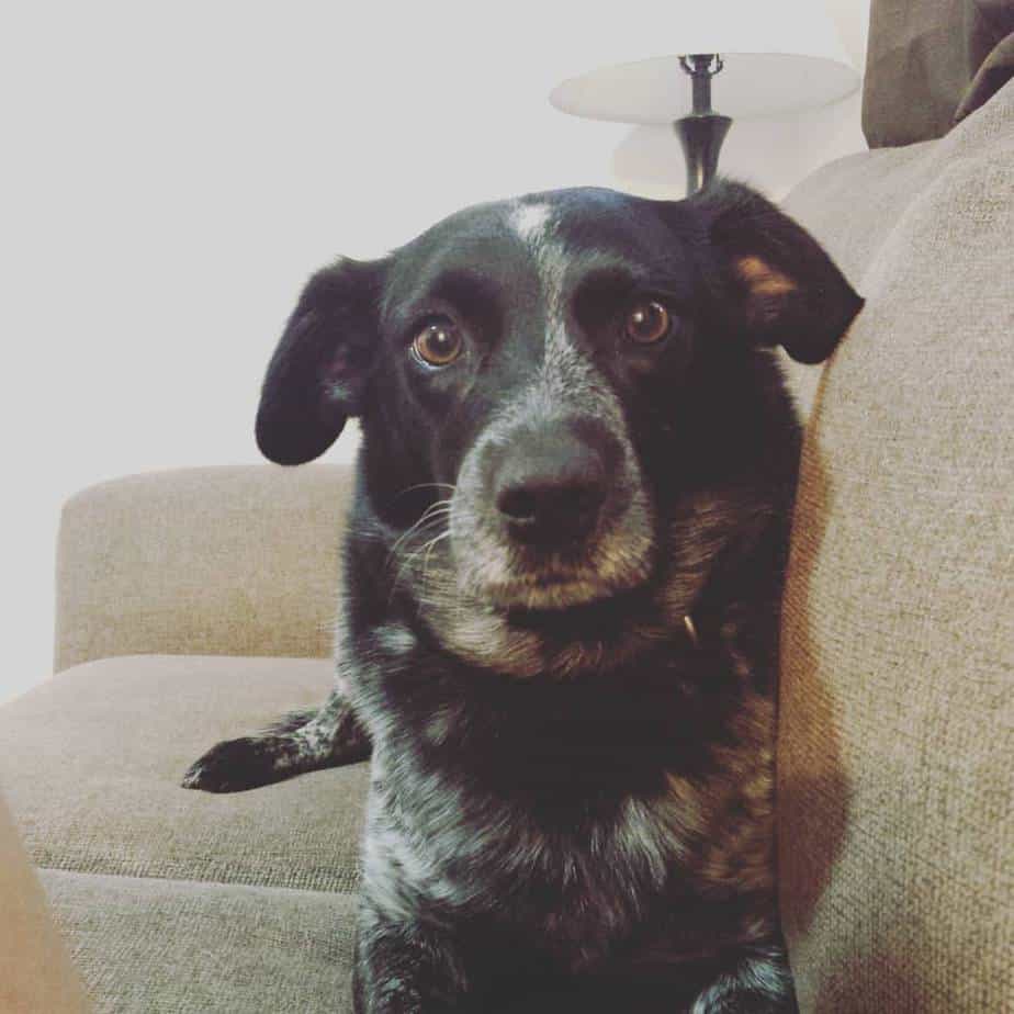 10 Things You Should Know About the Blue Heeler Pointer Mix | Your Dog ...