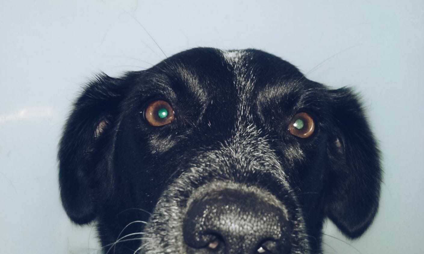 10 Things You Should Know About the Blue Heeler Pointer Mix | Your Dog ...