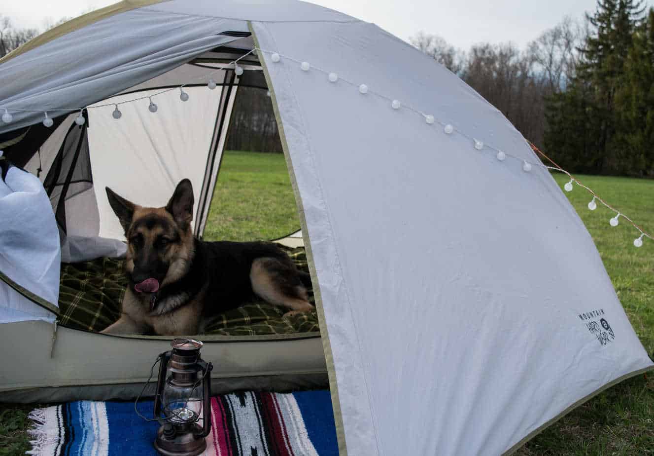 14 Tips for Camping with Dogs | Your Dog Advisor