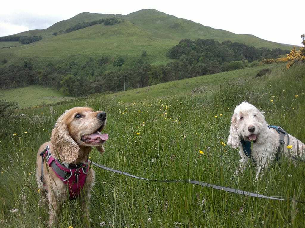 11 Tips to Help Your Dog Cope With Fireworks | Your Dog Advisor