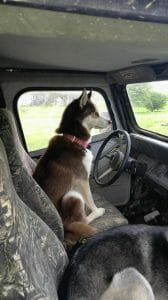 11 Husky Training Tips You Should Know | Your Dog Advisor