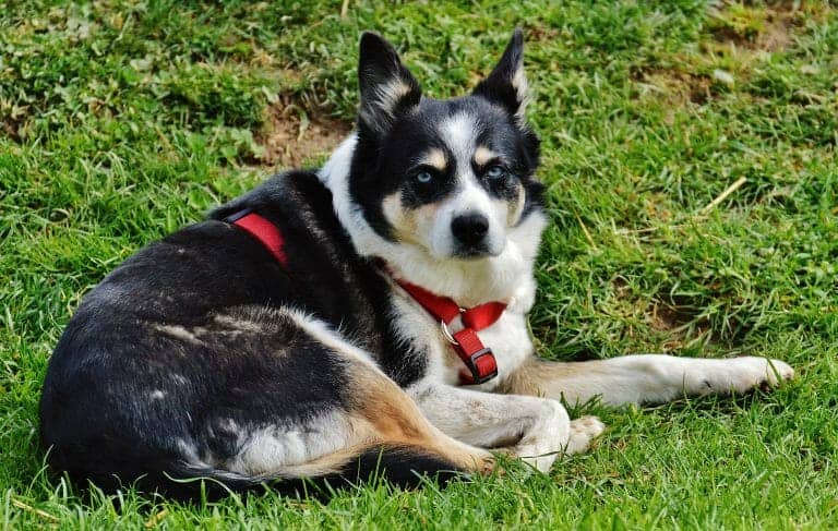 Pomsky Breed Information Guide: 11 Things to Know | Your Dog Advisor