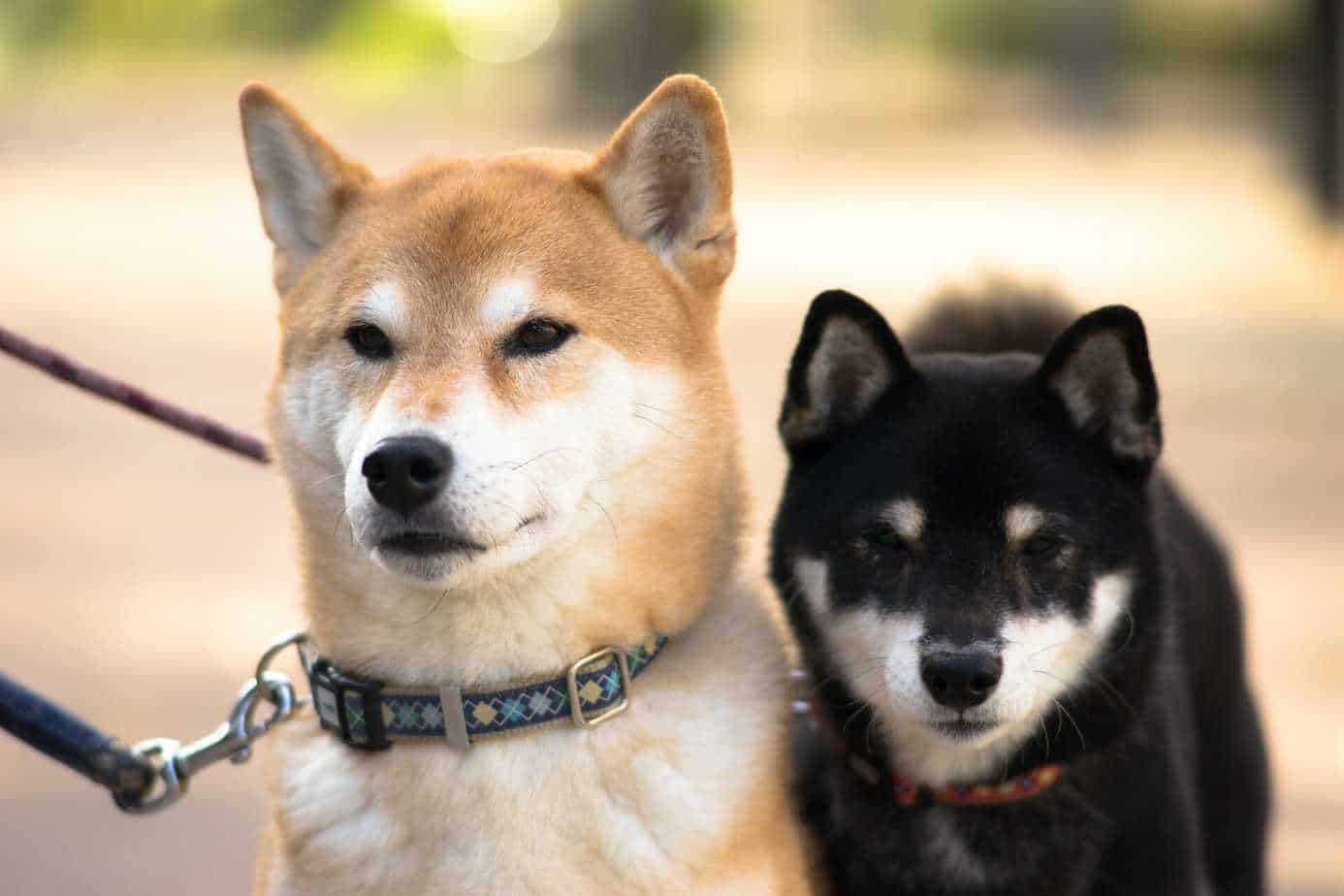 11 Things You Should Know About the Shiba Inu | Your Dog Advisor