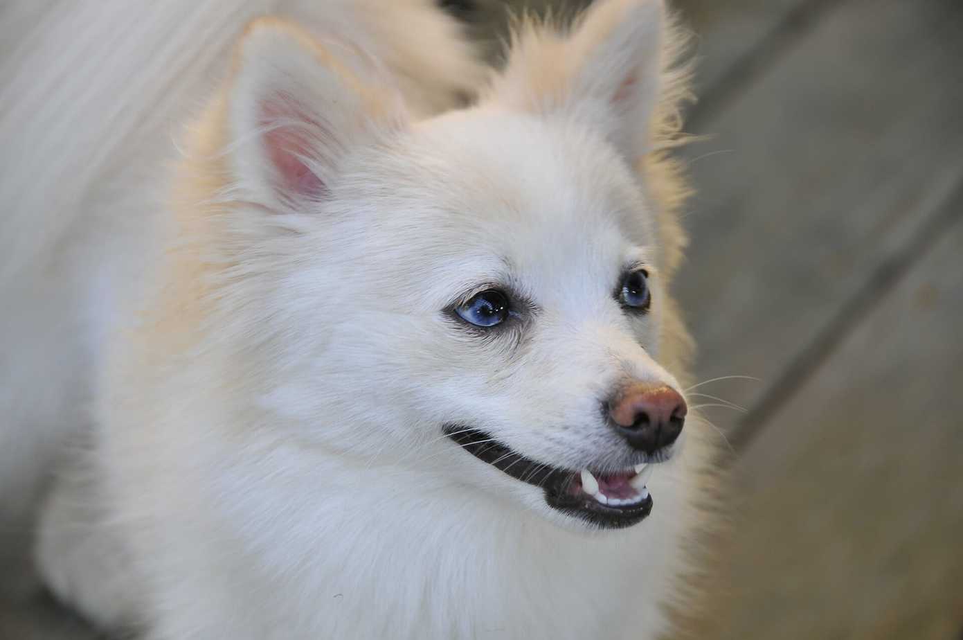 Pomsky Breed Information Guide: 11 Things to Know | Your Dog Advisor