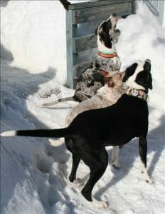 Catahoula Leopard Dog Breed Information | Your Dog Advisor