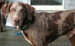 Catahoula Leopard Dog Breed Information | Your Dog Advisor