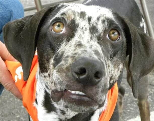Catahoula Leopard Dog Breed Information | Your Dog Advisor