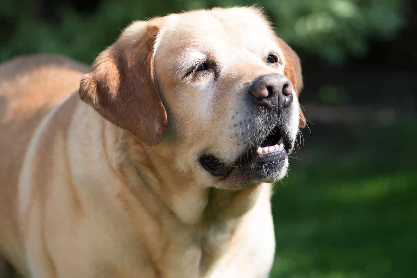 11 Things You Should Know About the British Labrador | Your Dog Advisor