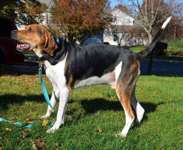Treeing Walker Coonhound Dog Breed Information | Your Dog Advisor