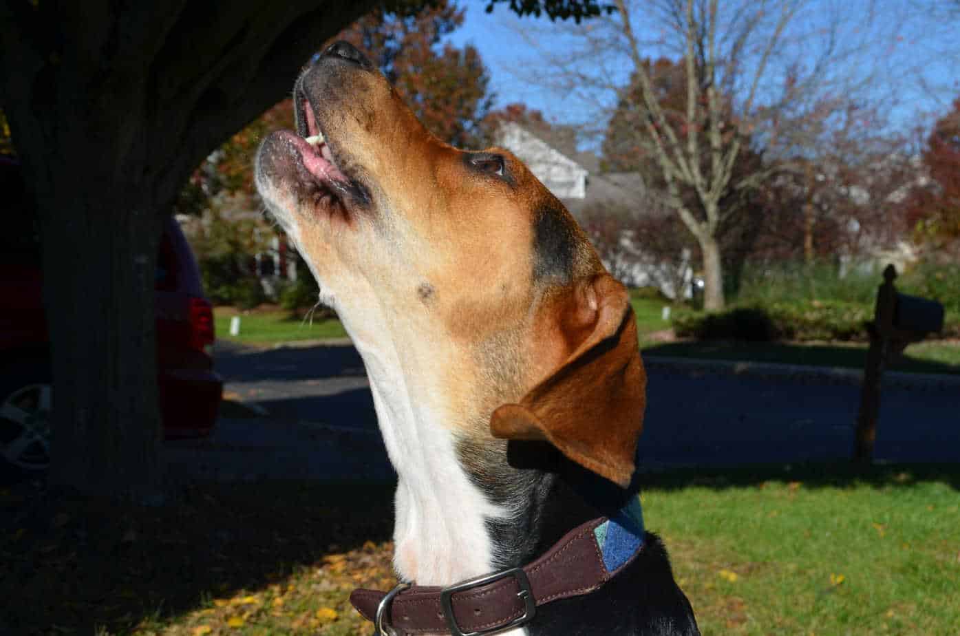 Treeing Walker Coonhound Dog Breed Information | Your Dog Advisor