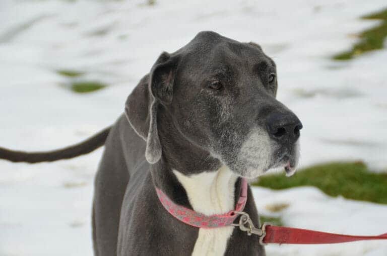 13 Things You Should Know about the Great Dane | Your Dog Advisor