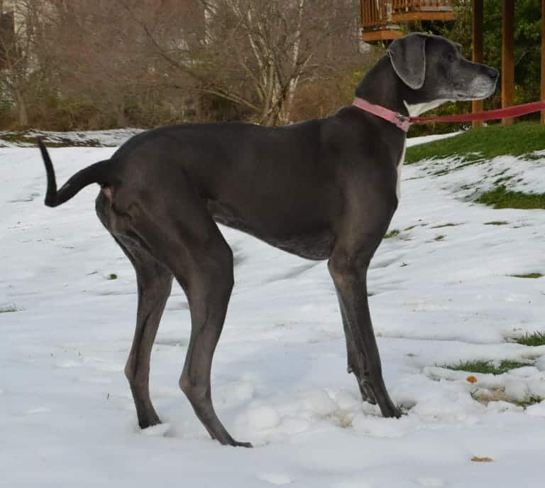 13 Things You Should Know about the Great Dane | Your Dog Advisor