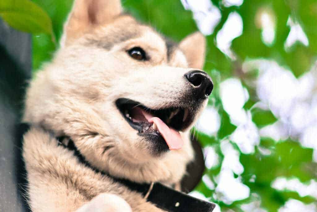 Kishu Ken Dog Breed Information: 11 Things to Know | Your Dog Advisor
