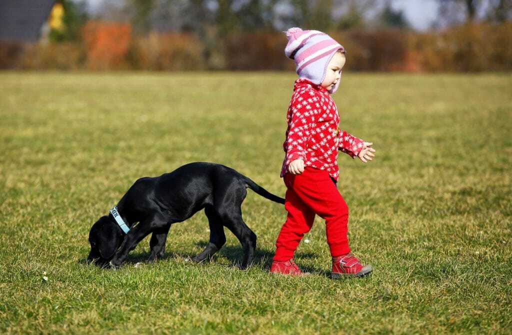 The Journey of a Puppy - the Stages of Puppyhood and How to Handle Them ...