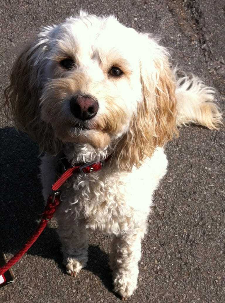 Cockapoo Dog Breed Information - 11 Things You Should Know | Your Dog ...