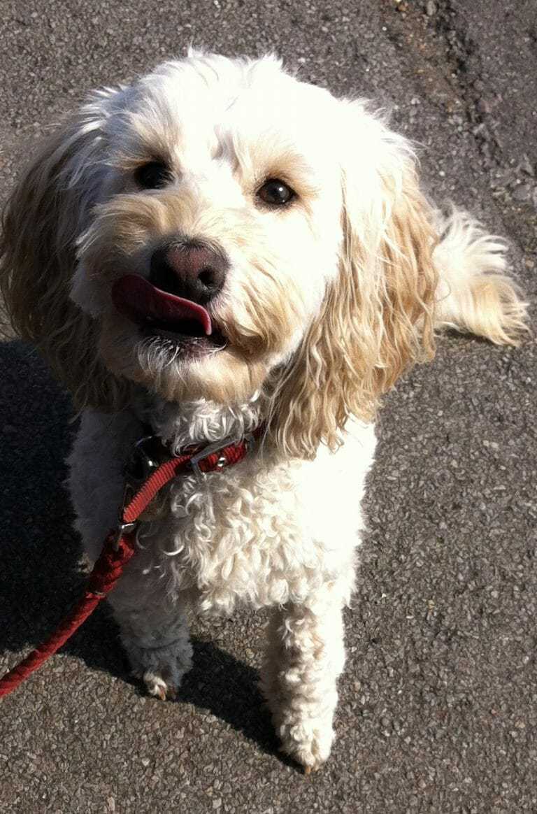 Cockapoo Dog Breed Information - 11 Things You Should Know | Your Dog ...