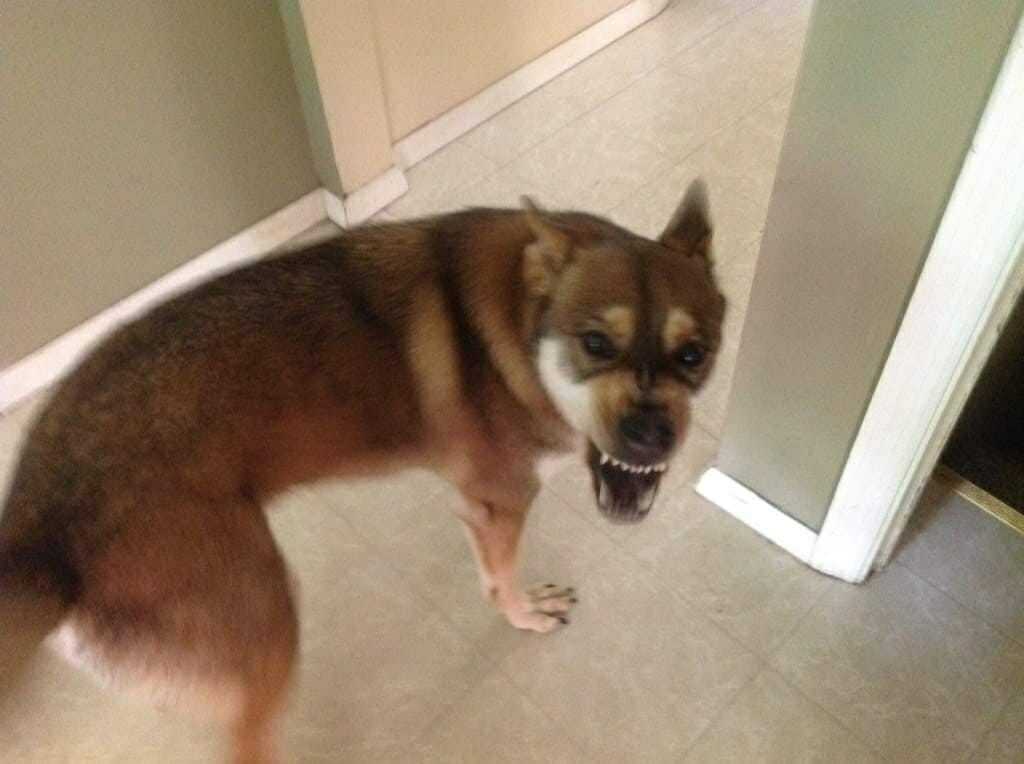 Gerberian Shepsky Dog Breed Information: 11 Facts to Know | Your Dog ...