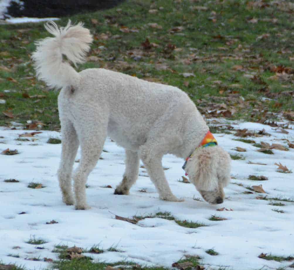 Goldendoodle Dog Breed Information - 12 Facts About Goldendoodles ...