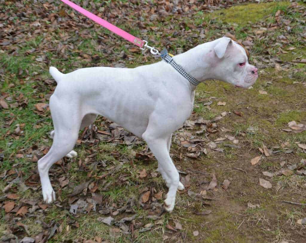 11 Things You Should Know about the Boxer | Your Dog Advisor