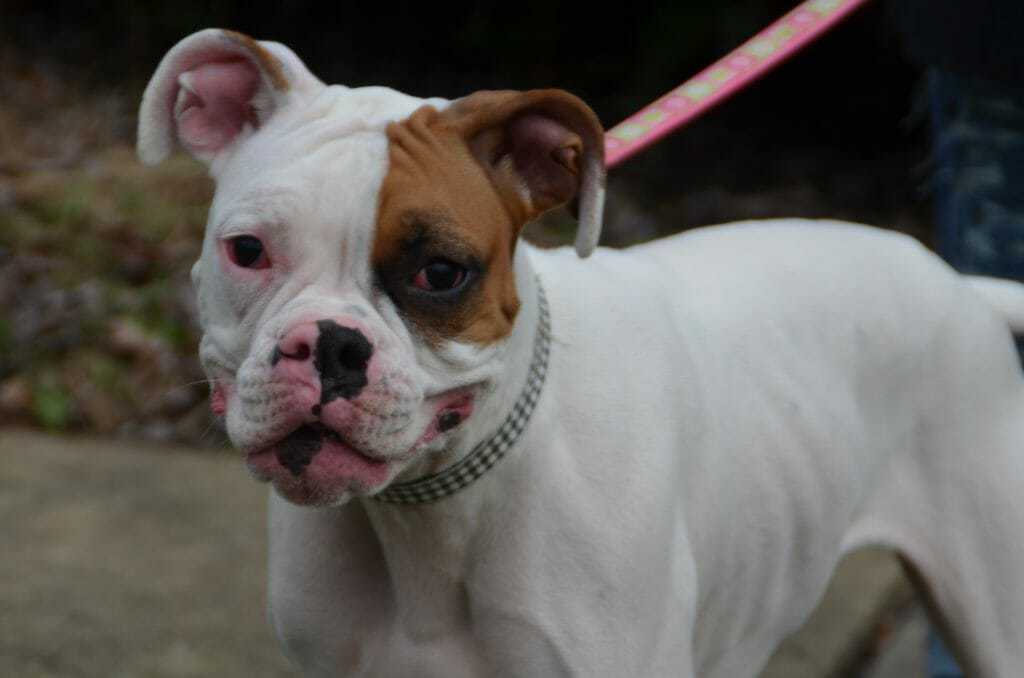 11 Things You Should Know about the Boxer | Your Dog Advisor