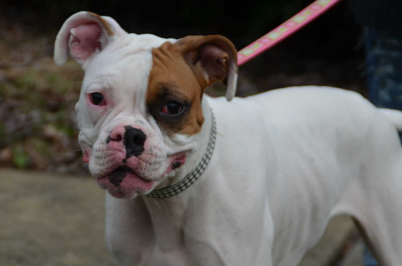 11 Things You Should Know about the Boxer | Your Dog Advisor