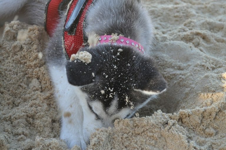 My Dog is a Digger: Why do They do it and How to Prevent / Stop Digging ...