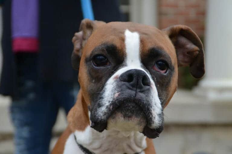 11 Things You Should Know about the Boxer | Your Dog Advisor