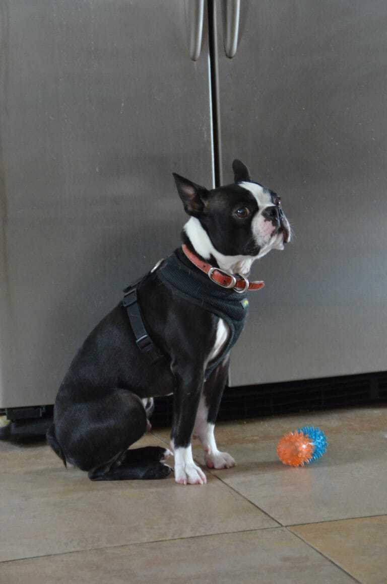Boston Terrier Breed Information - 14 Facts about Boston Terriers ...