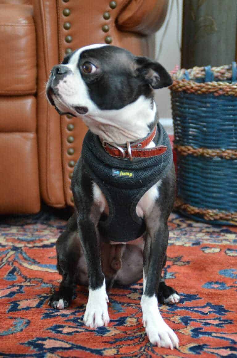 Boston Terrier Breed Information - 14 Facts about Boston Terriers ...