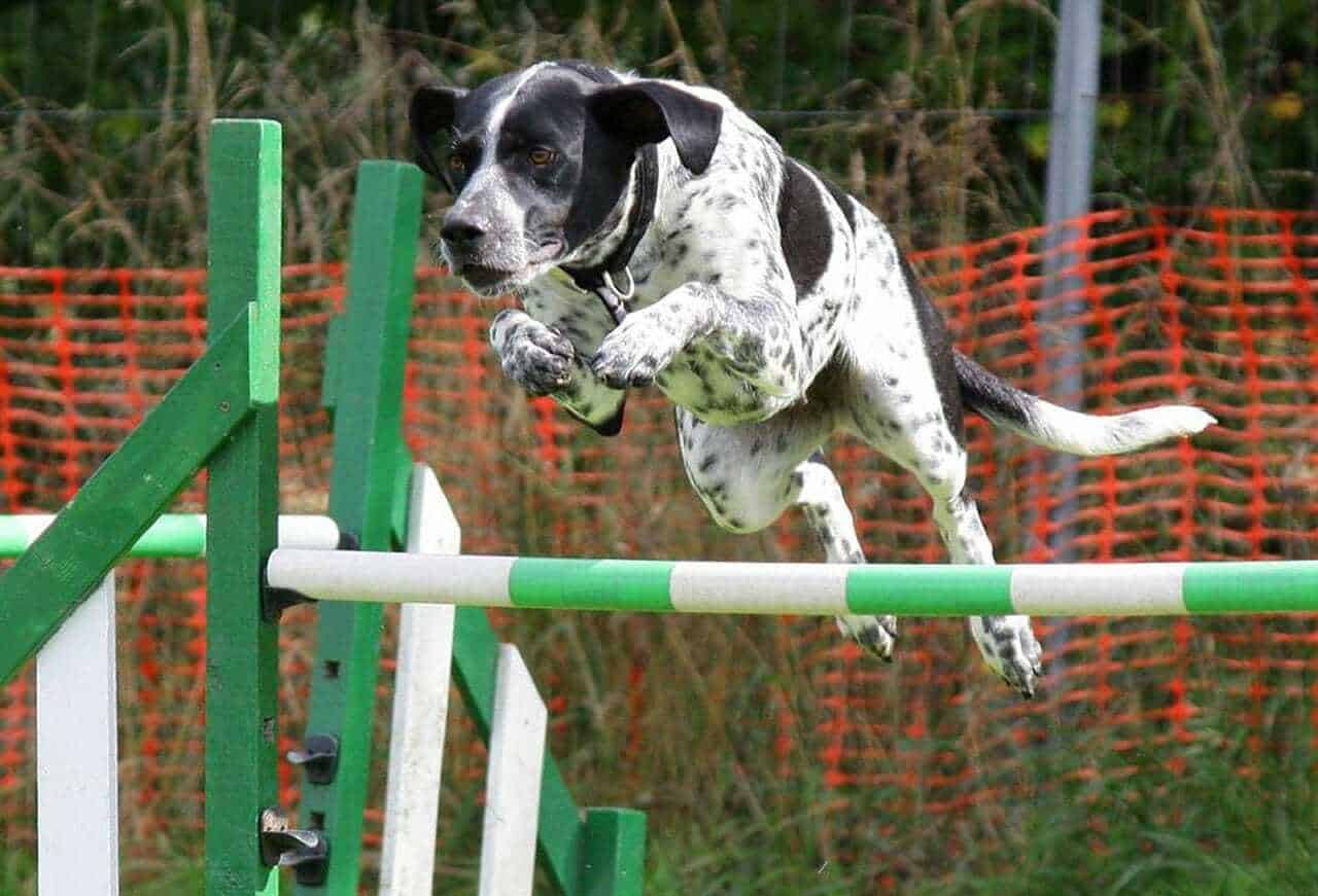 6 Dog Sports and Their Benefits | Your Dog Advisor