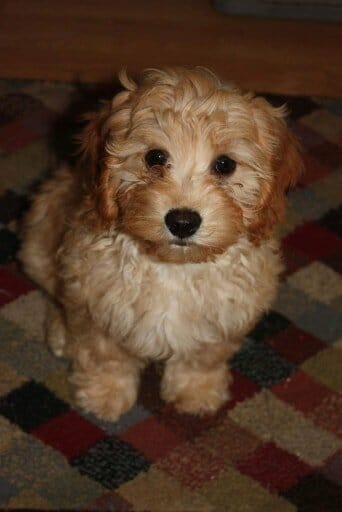 Cavapoo Dog Breed Information: 11 Things to Know | Your Dog Advisor