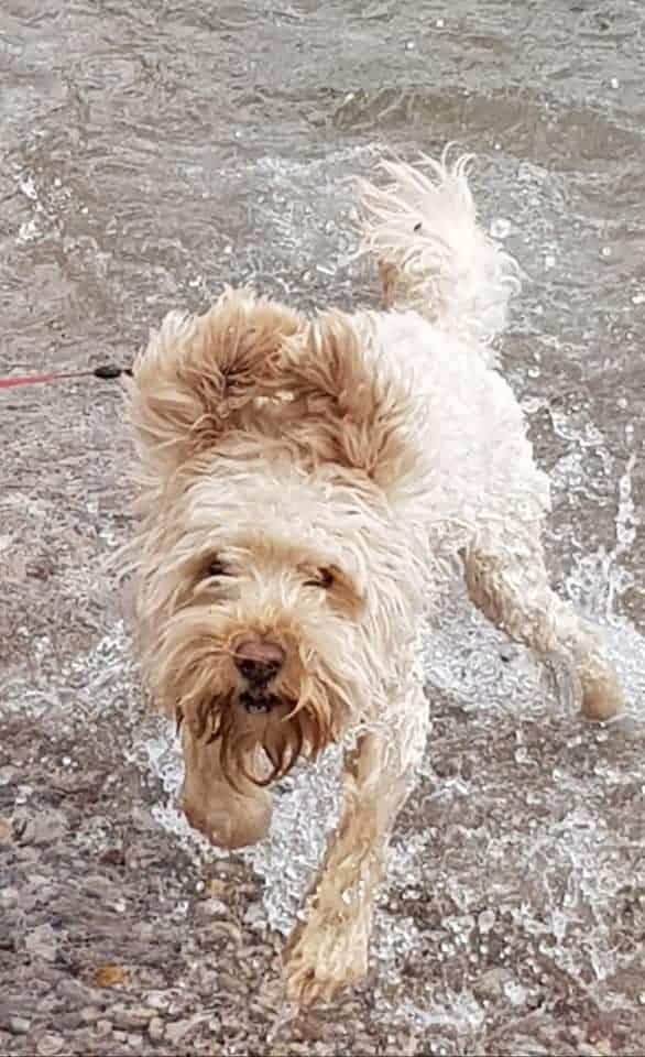 Cavapoo Dog Breed Information: 11 Things to Know | Your Dog Advisor