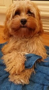 Cavapoo Dog Breed Information: 11 Things to Know | Your Dog Advisor