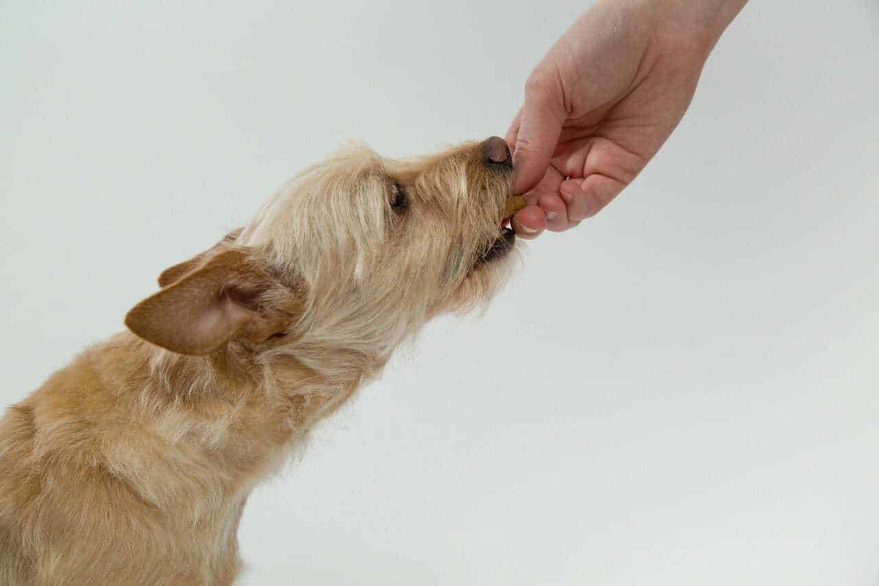 How to Enjoy a Safe Outdoor BBQ Party With Your Dog - Your Dog Advisor