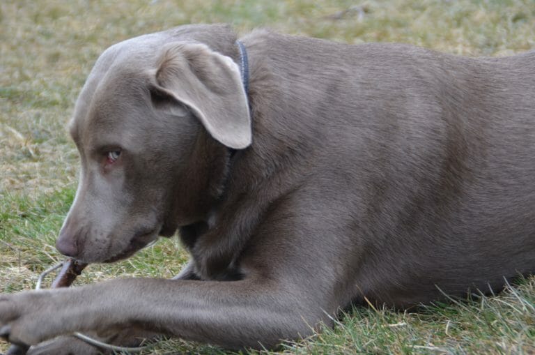 Silver Lab Breed Information - 13 Things About Silver Labs to Know ...