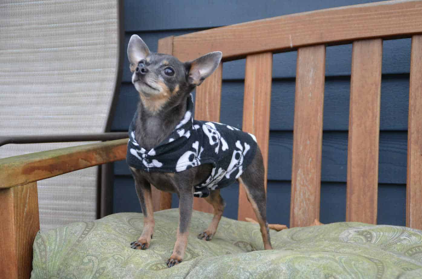 16 Things You Should Know about the Chihuahua - Your Dog Advisor