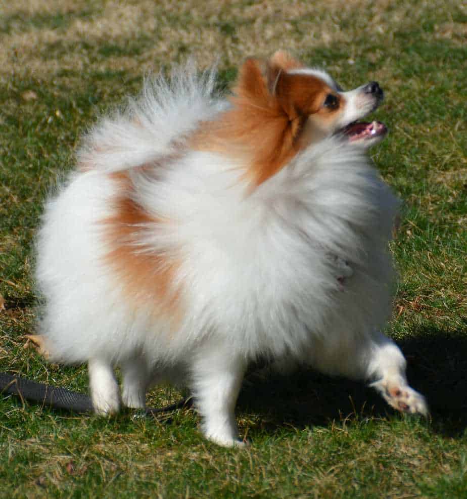 Pomeranian Dog Breed Information - 13 Facts to Know - Your Dog Advisor