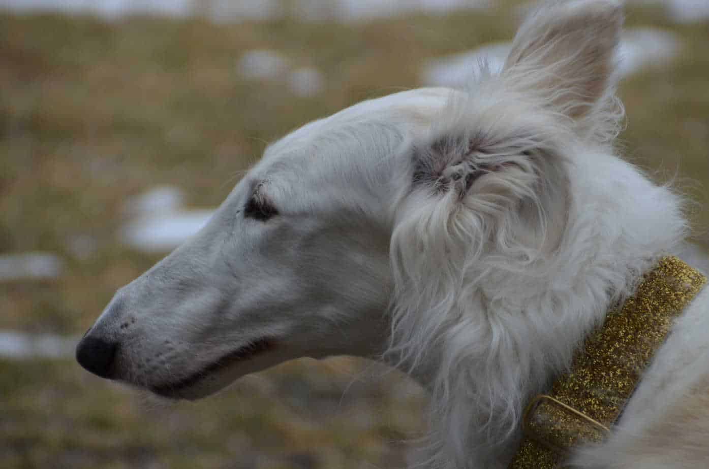 Borzoi Breed Information - 12 Facts to Know | Your Dog Advisor