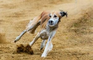 When to use Dog Muzzles and How to Get Your Dog Used to Wearing a ...