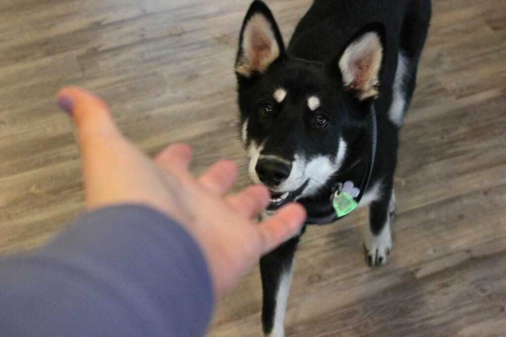 Teaching Your Dog to “Say” Yes or No | Your Dog Advisor