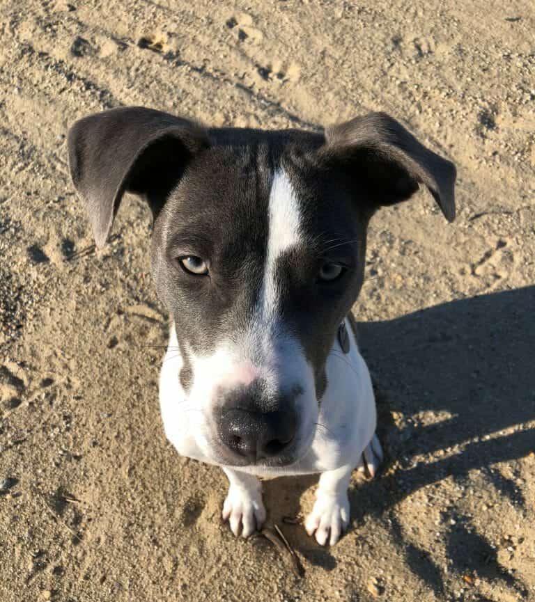 13 Things You Should Know About the Beagle Bull | Your Dog Advisor