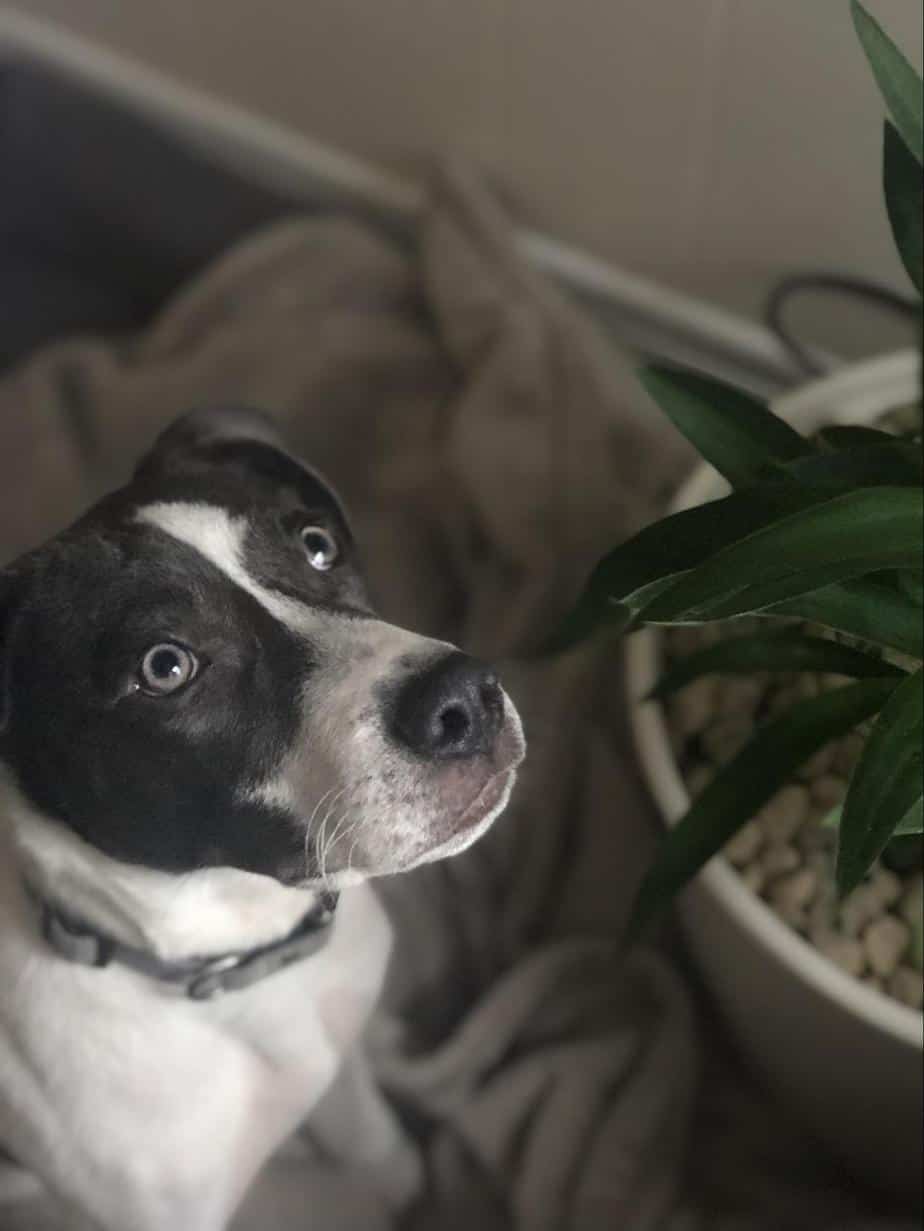 13 Things You Should Know About the Beagle Bull | Your Dog Advisor